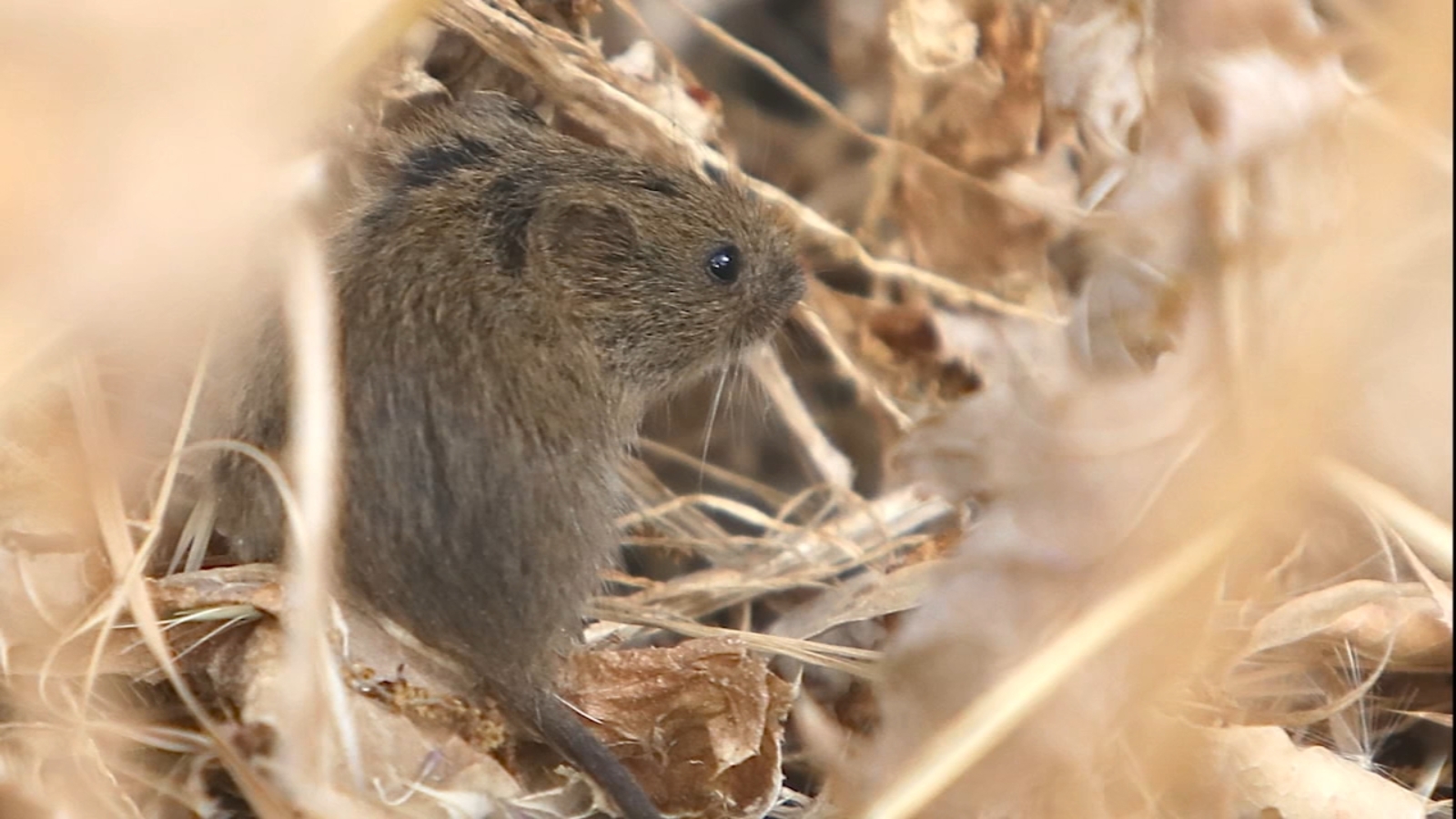 Vole rodent infestation plagues yards of Pleasanton residents pleading ...