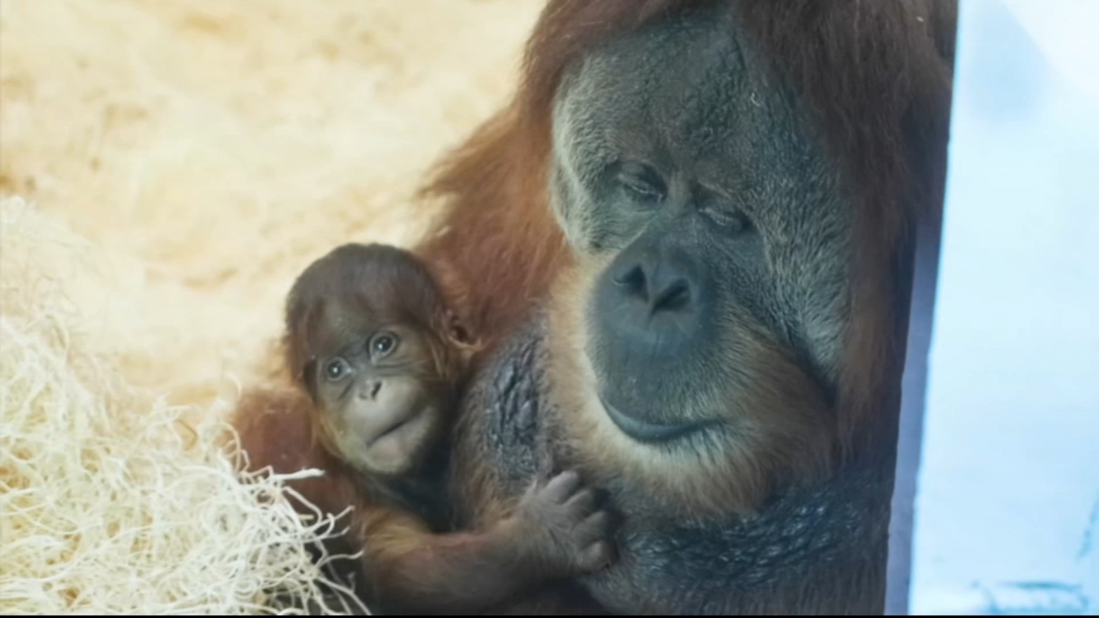 Philadelphia Zoo welcomes baby Sumatran orangutan, marking 1st birth of ...