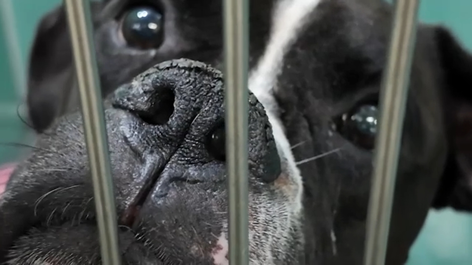 ACC NYC wants volunteers to foster large dogs ahead of opening of new ...