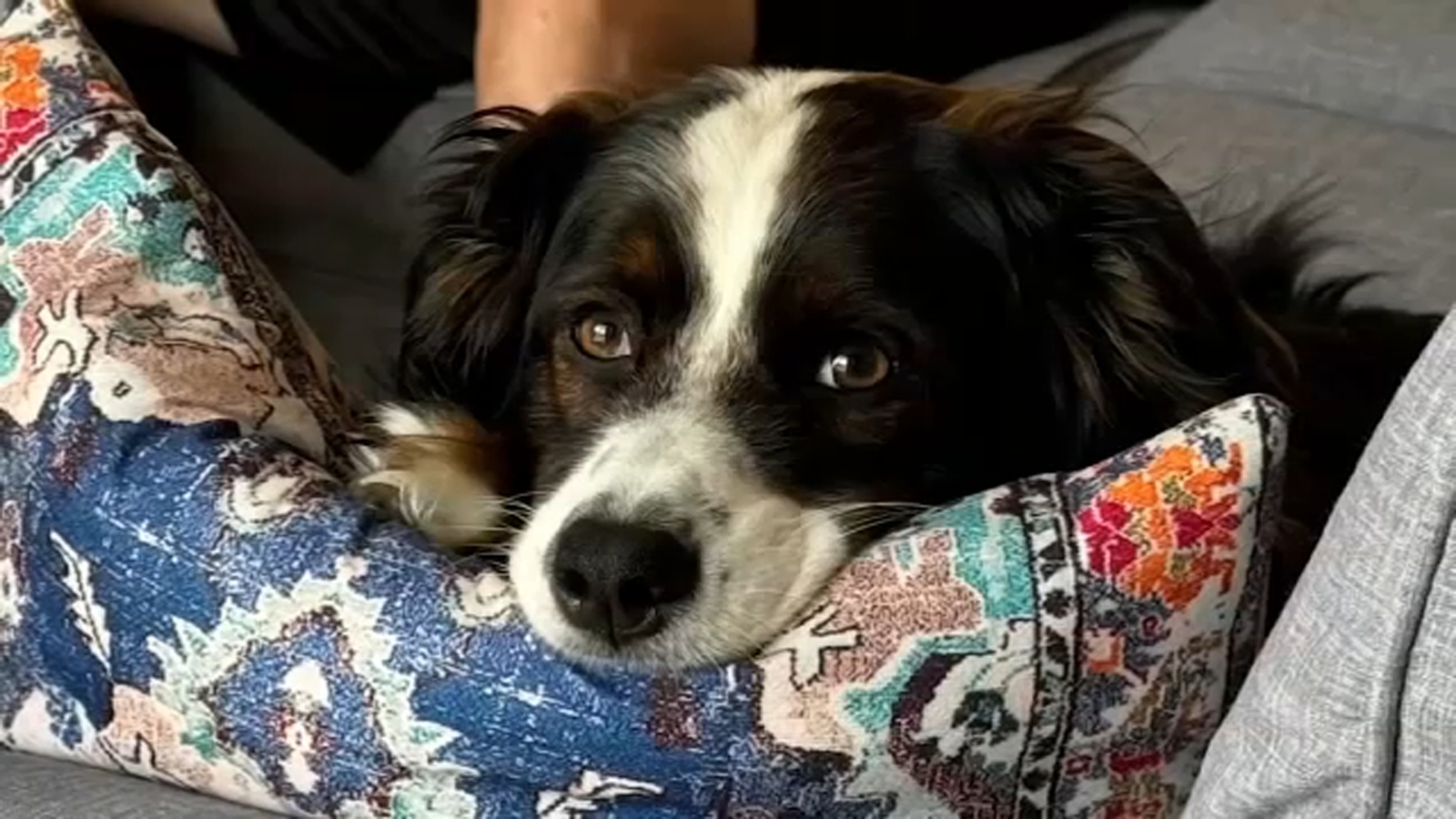 Dog dies at K9 Kingdom in Woodbury Heights, NJ; business owner Trevor ...