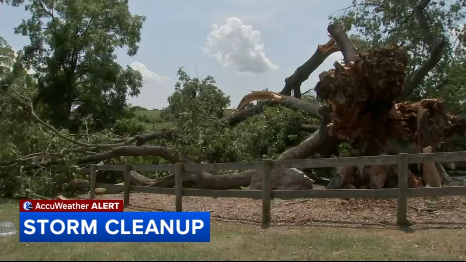 Pennsylvania weather: Historic black oak tree falls in Chester County ...