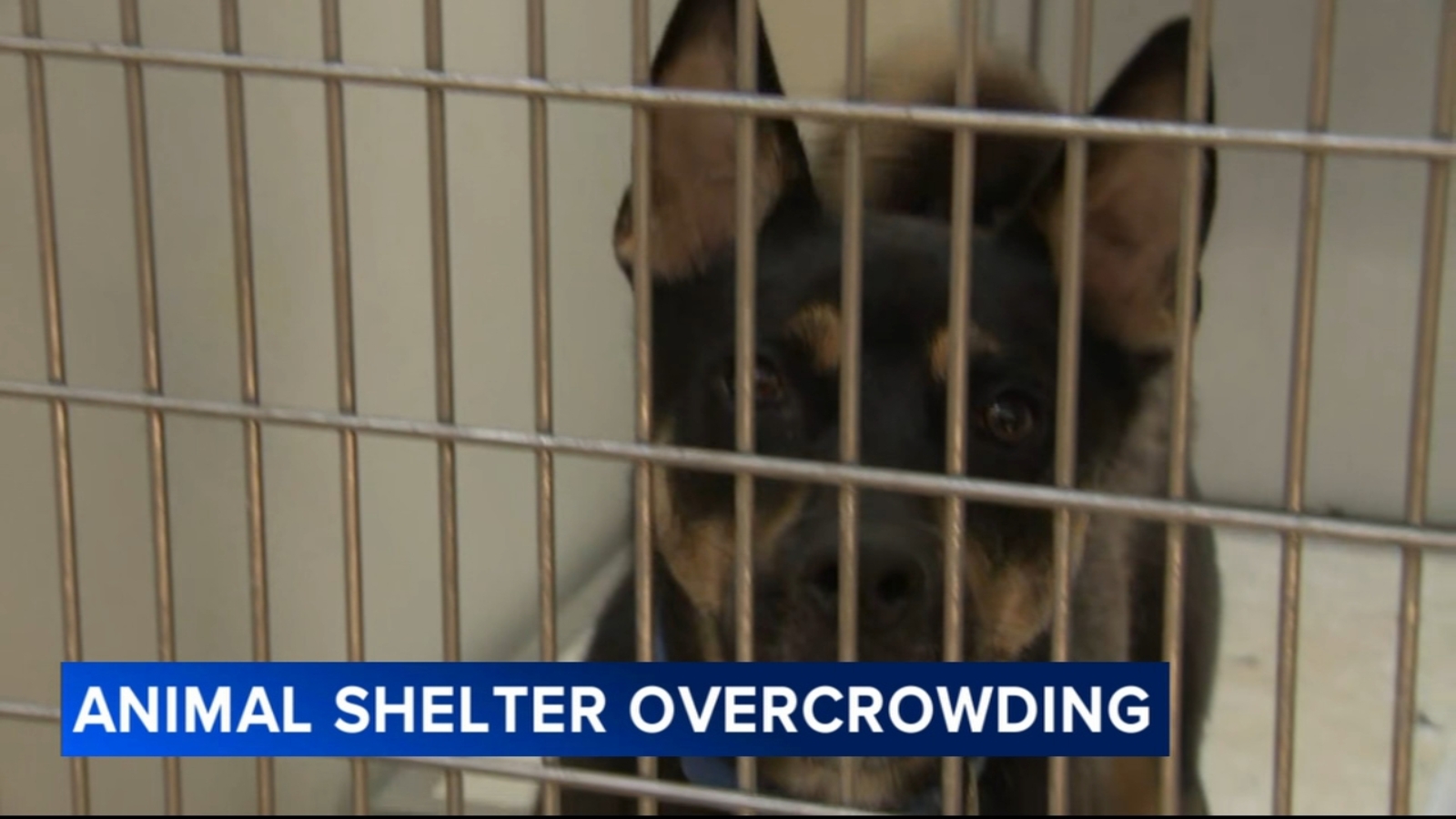 ACCT Philly paying people to foster dogs, cats | Here's how much you ...
