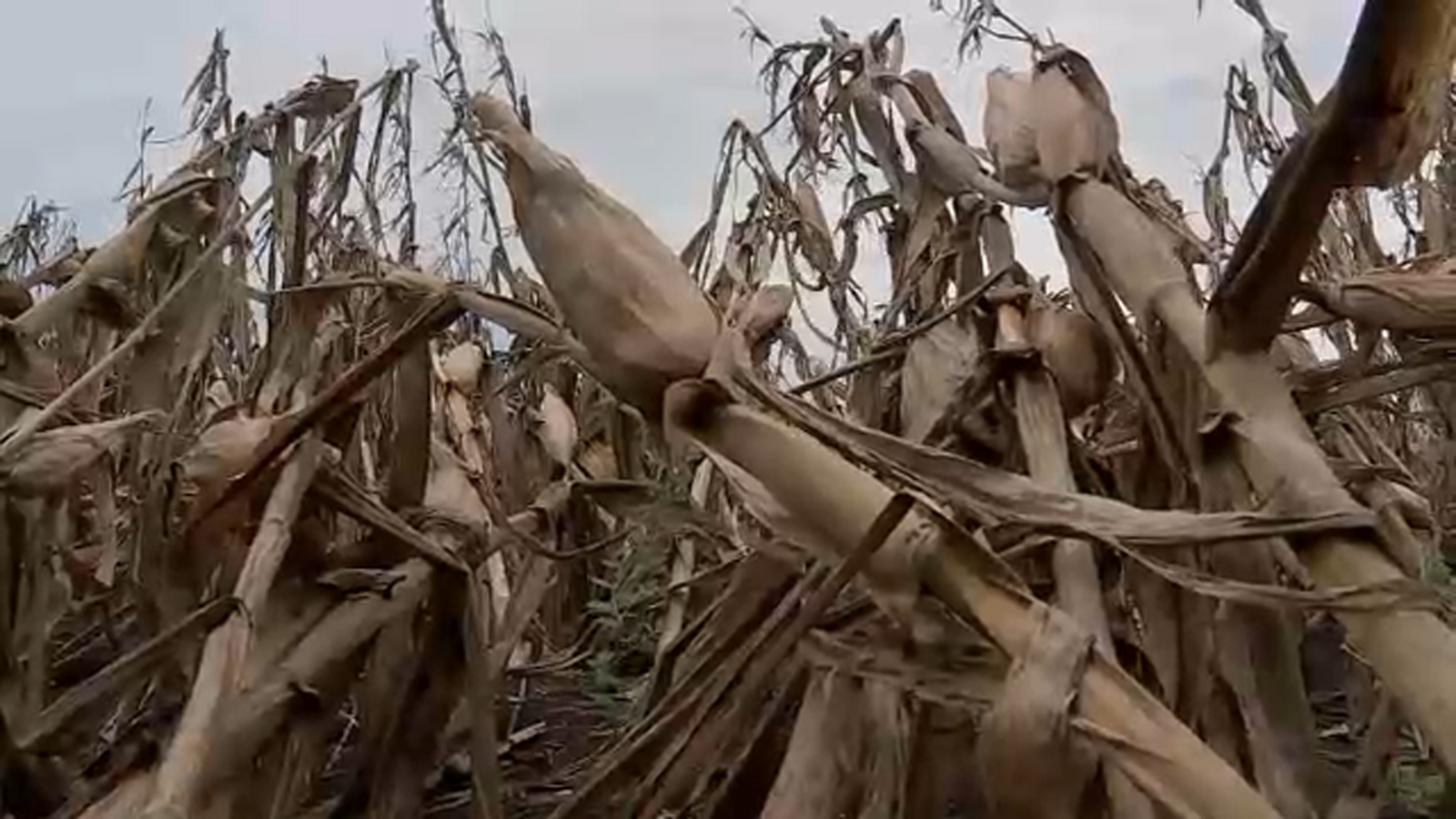 Hurricane Beryl causes massive damage to farmers' crops in Wharton and ...