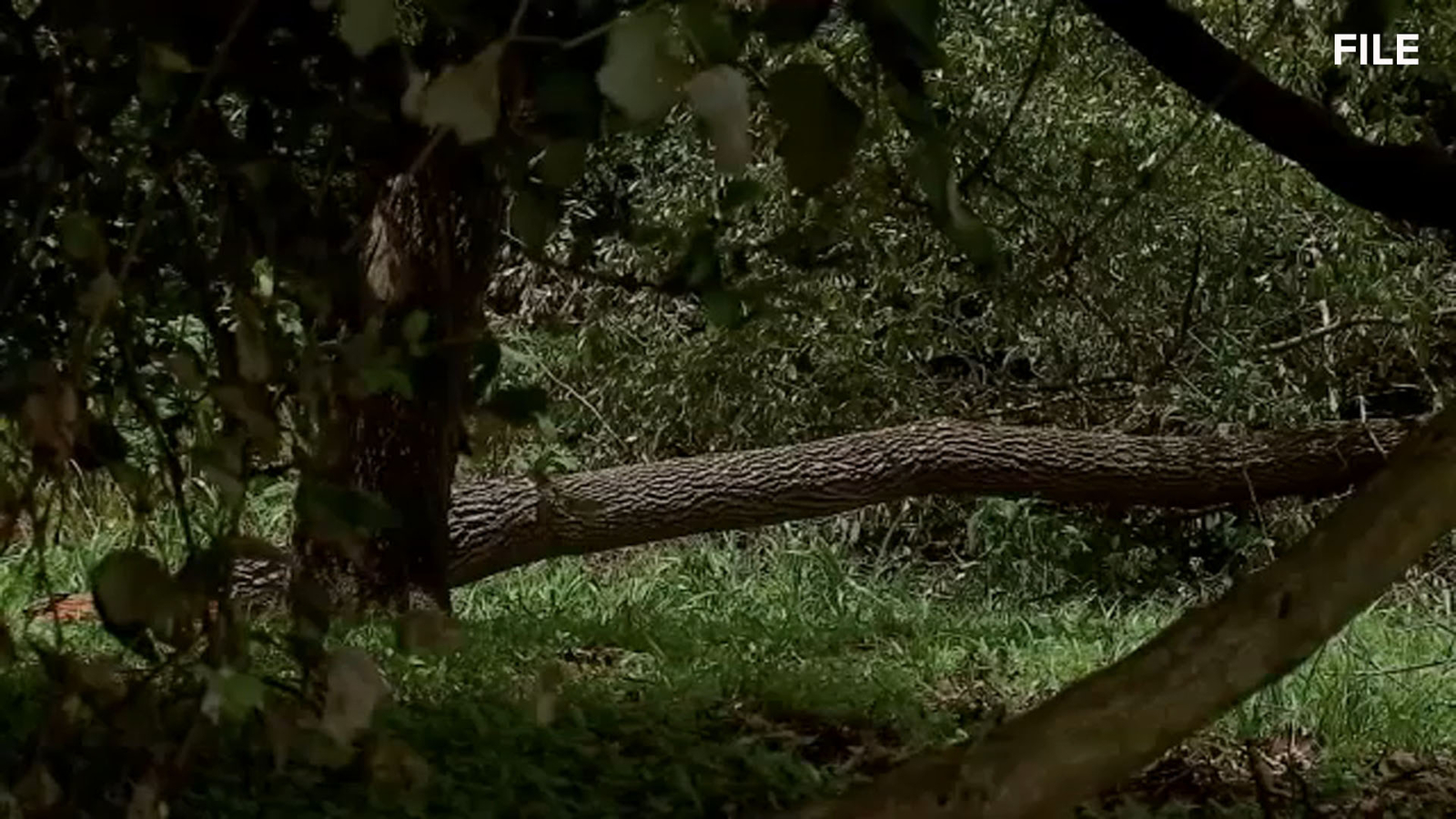 Hurricane Beryl death: Man hit and killed by tree while cutting fallen ...