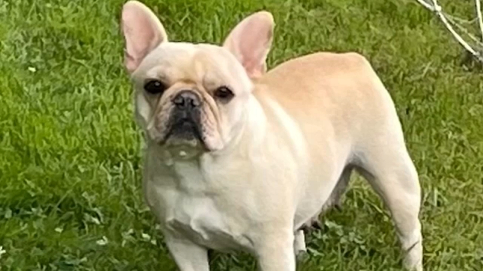 Kimani Joehon Marshall | FedEx driver accused of stealing French ...