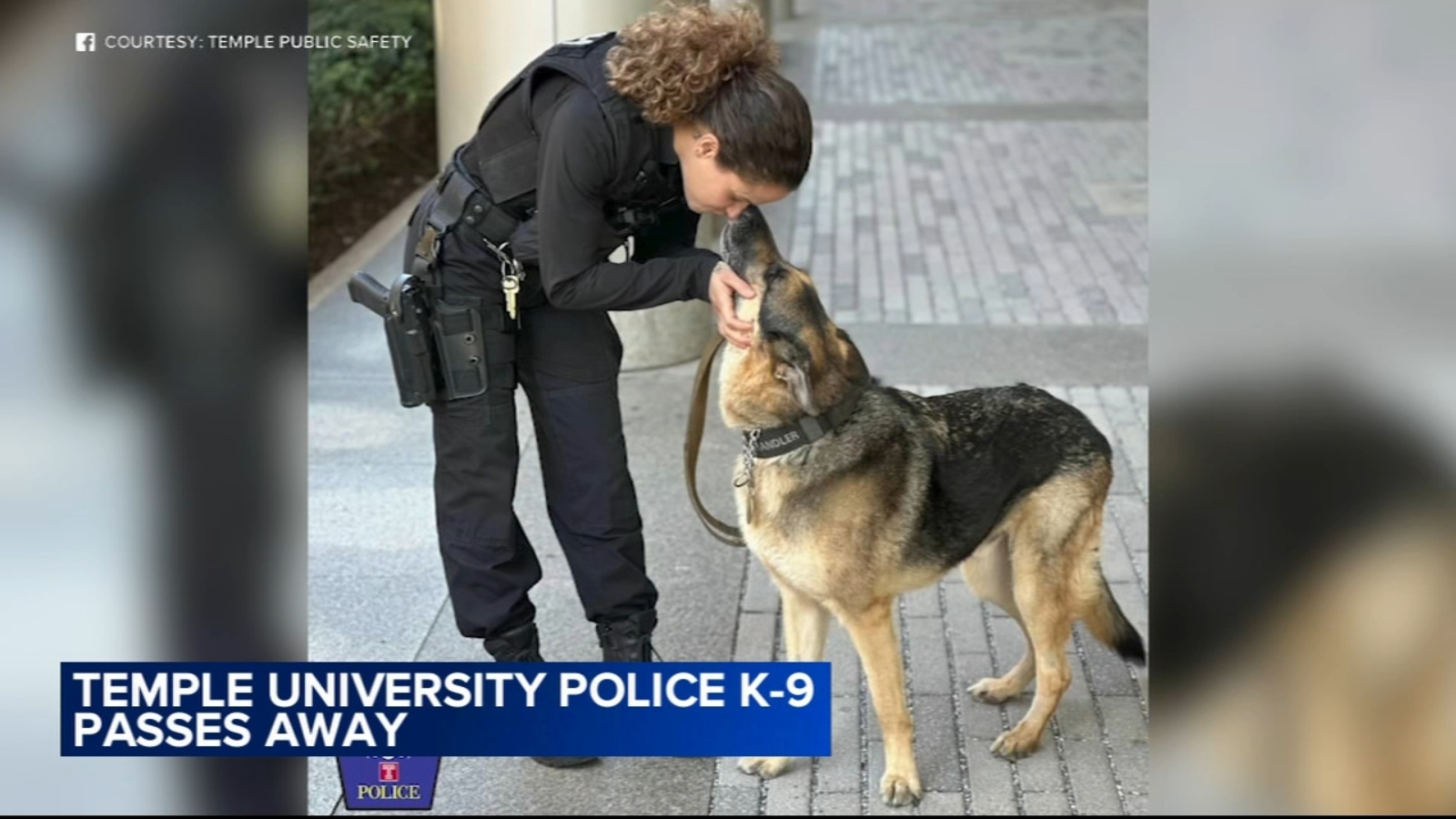 Temple University police K9 Chandler passes away due to medical ...