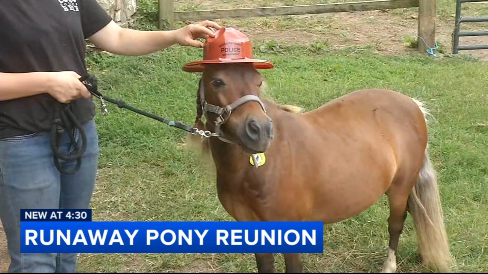 Runaway pony named Bolt who escaped barn in Wilmington, Delaware ...