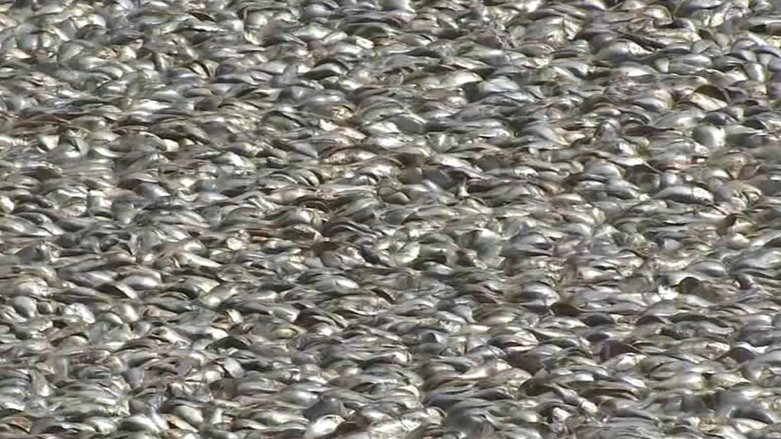 Schools of dead fish attract hundreds of birds to Little Egg Harbor Twp ...