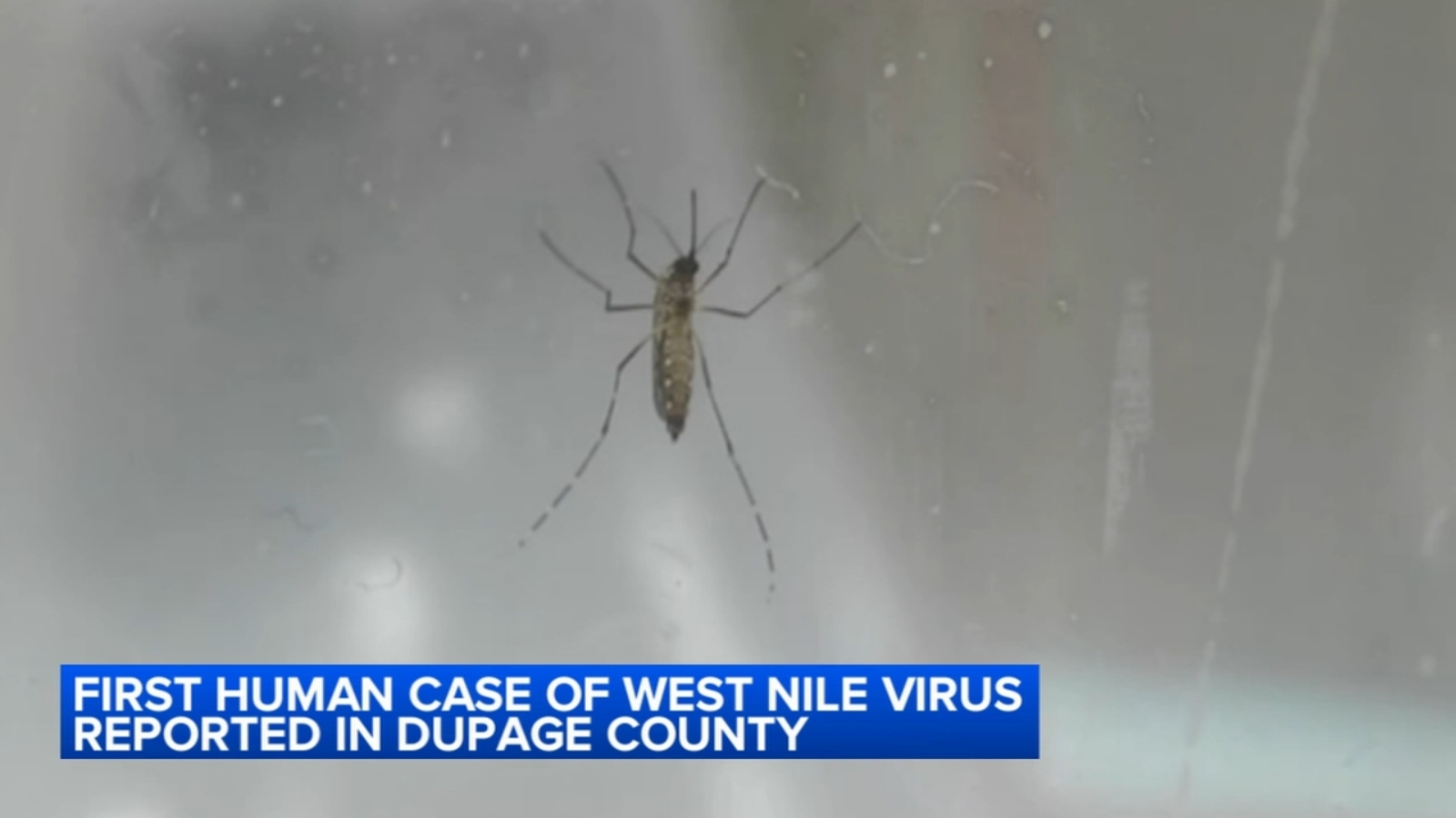West Nile Virus: 1st human case reported in DuPage County, Health ...