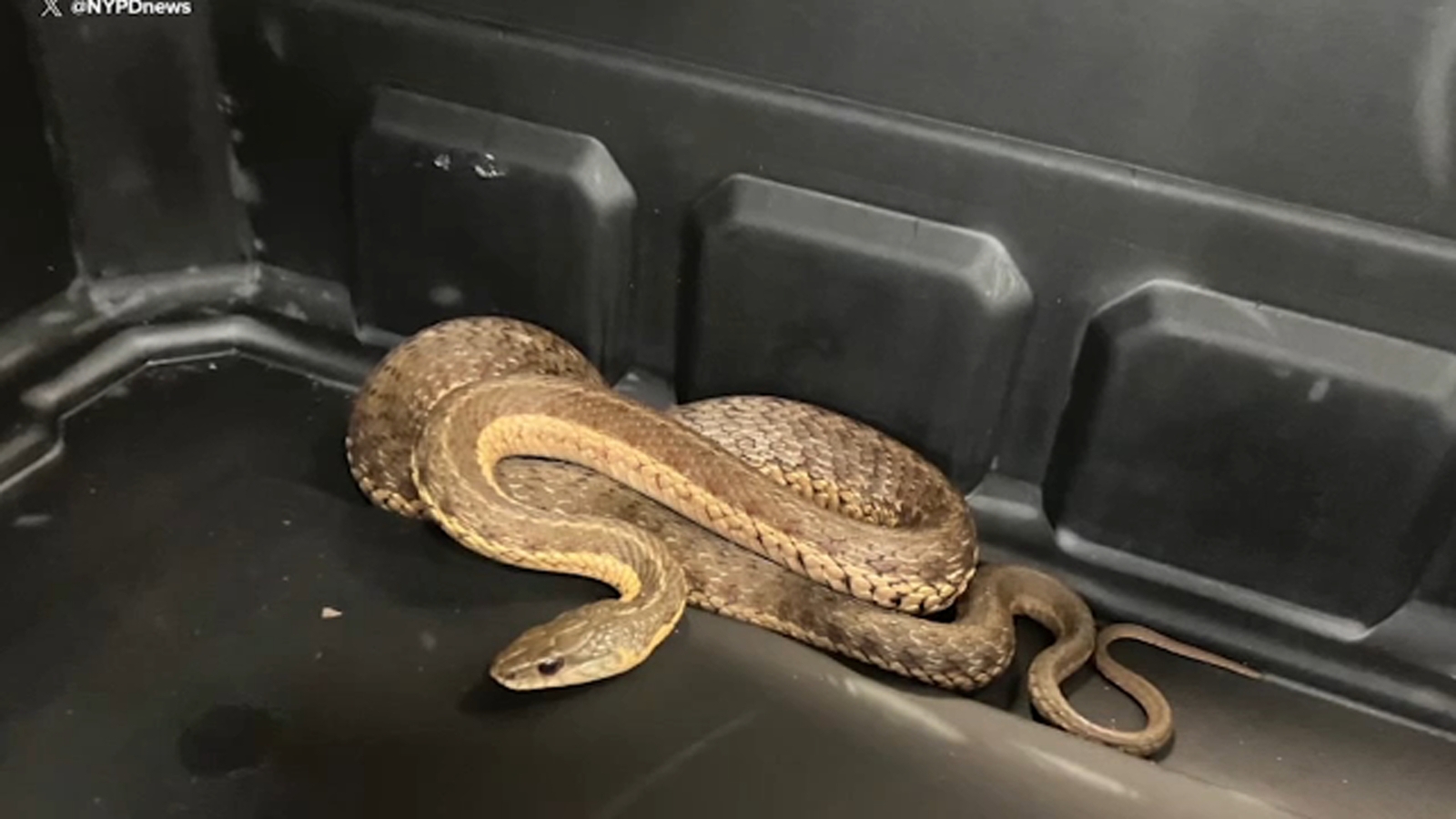 Police capture snake slithering around Lower Manhattan - ABC7 New York