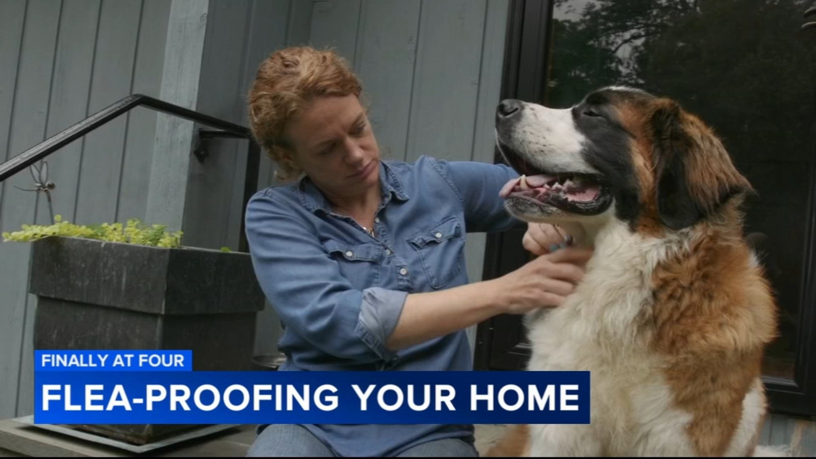 Consumer Reports explains how to best flea-proof your pet and home this ...