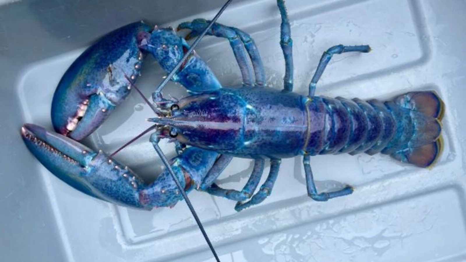 1-in-100 million 'cotton candy' lobster found off New England coast ...