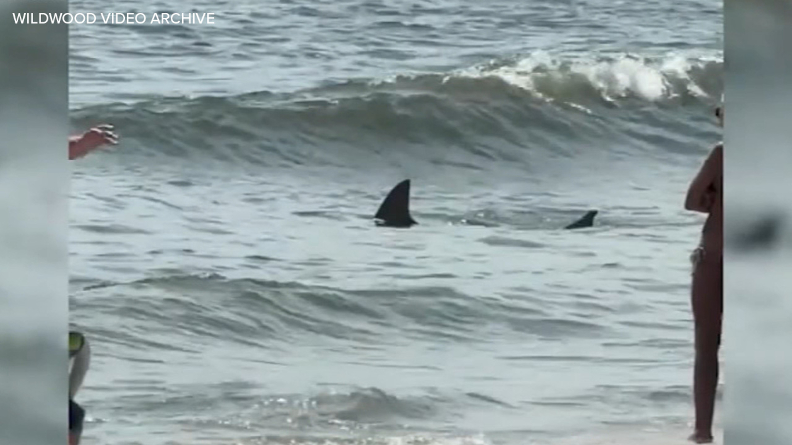 Shark sighting off Cape May Point beach in South Jersey caught on video - ABC11 Raleigh-Durham