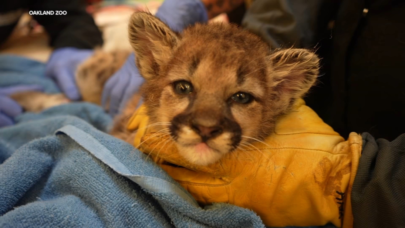 Meet Briar, the mountain lion cub rescued by Oakland Zoo - ABC7 San ...