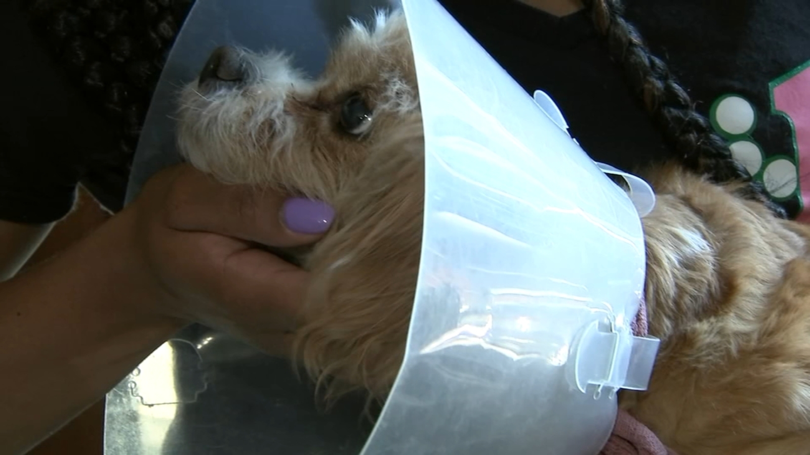 Chicago woman takes dog to Banfield Pet Hospital in Beverly for teeth ...