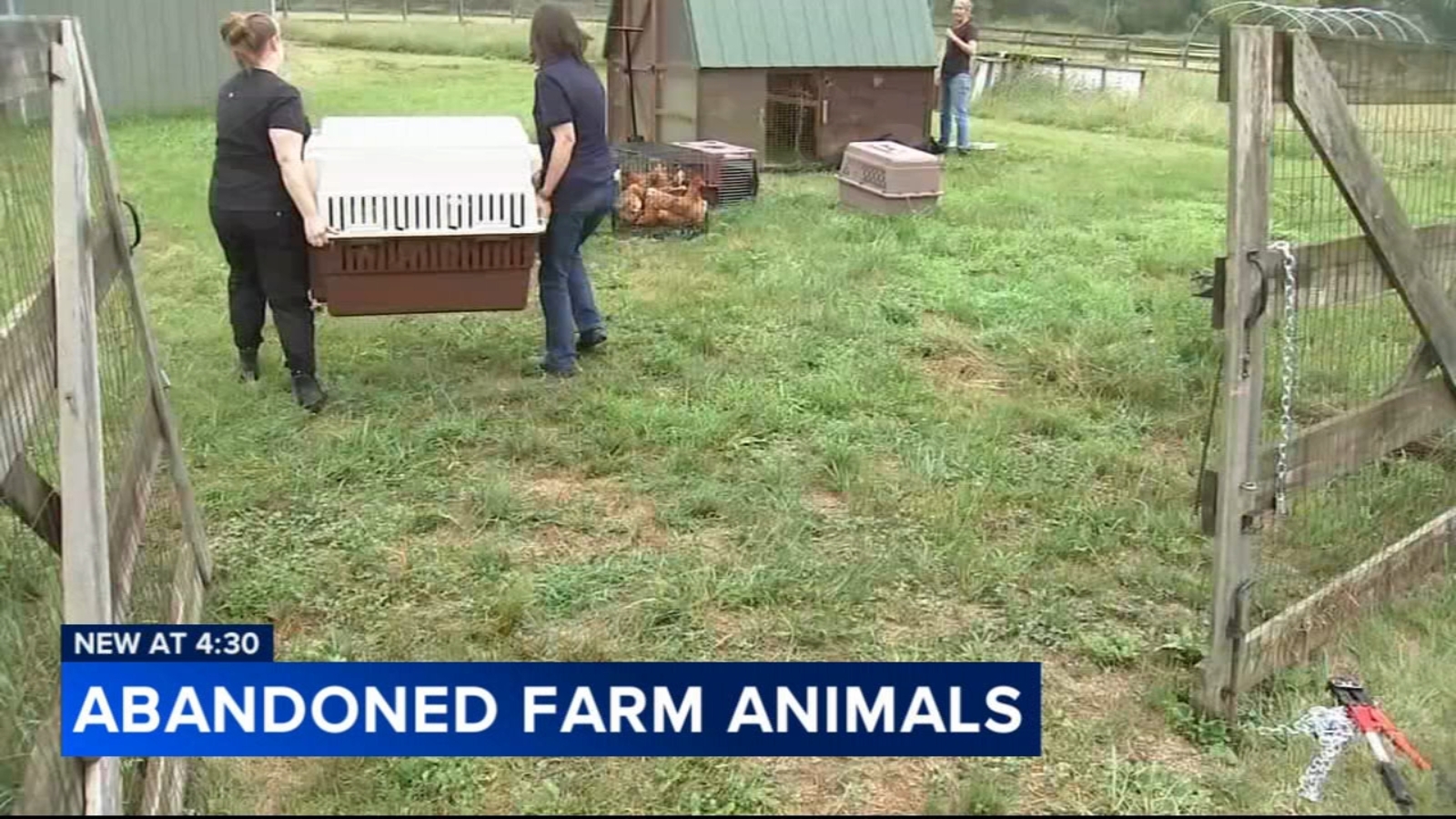 124 Narrow Way Farm animals recovered in largest farm cruelty case ...