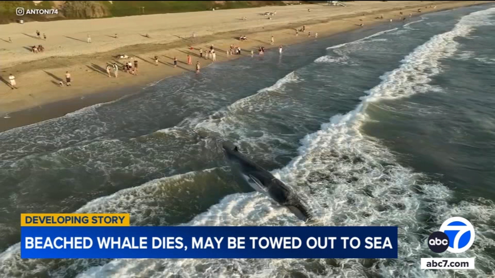 Beached Fin whale dies after washing up on Torrance Beach - ABC7 Los ...