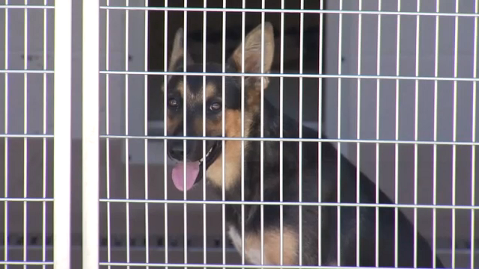 Dogs being euthanized due to lack of budget, not a lack of space at ...