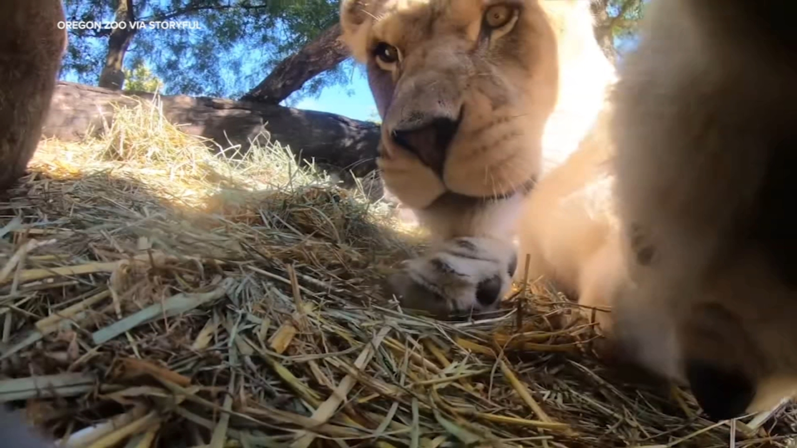 VIDEO: Lions find hidden camera in Oregon Zoo enclosure - ABC7 Los Angeles