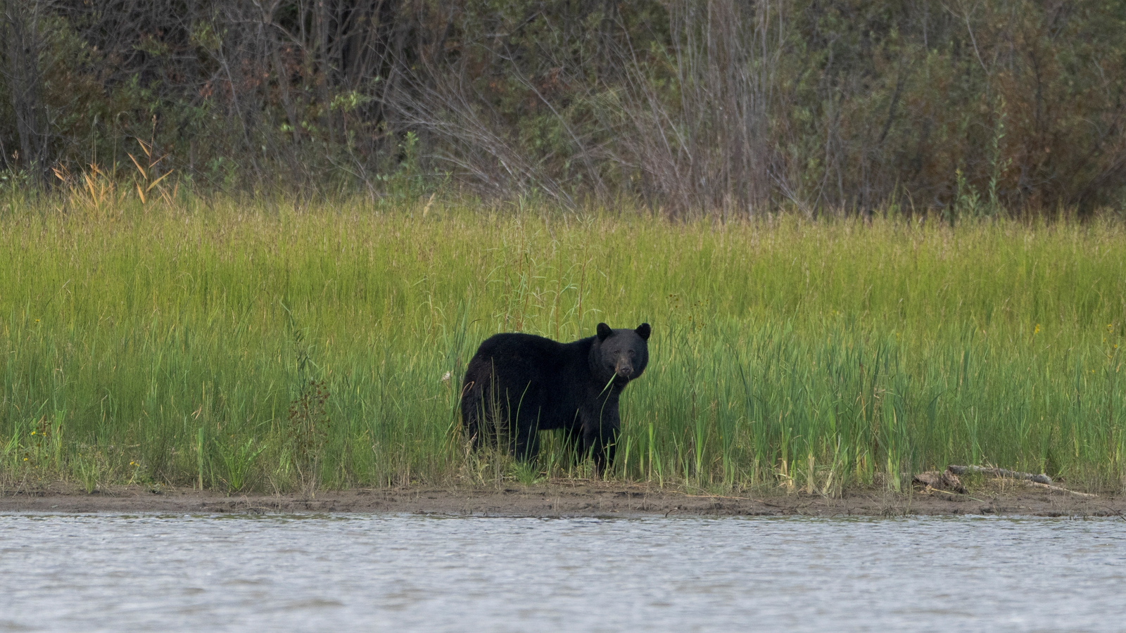 Black bear attacks child in tent on Montana campground - ABC7 Los Angeles