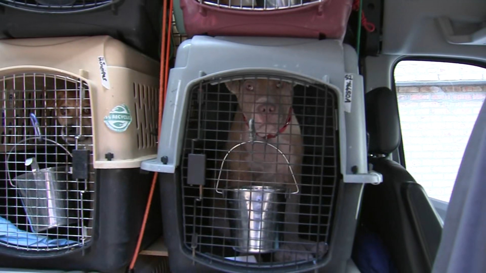 Nearly 200 pets displaced by Hurricane Debby arrive in Chicago for ...