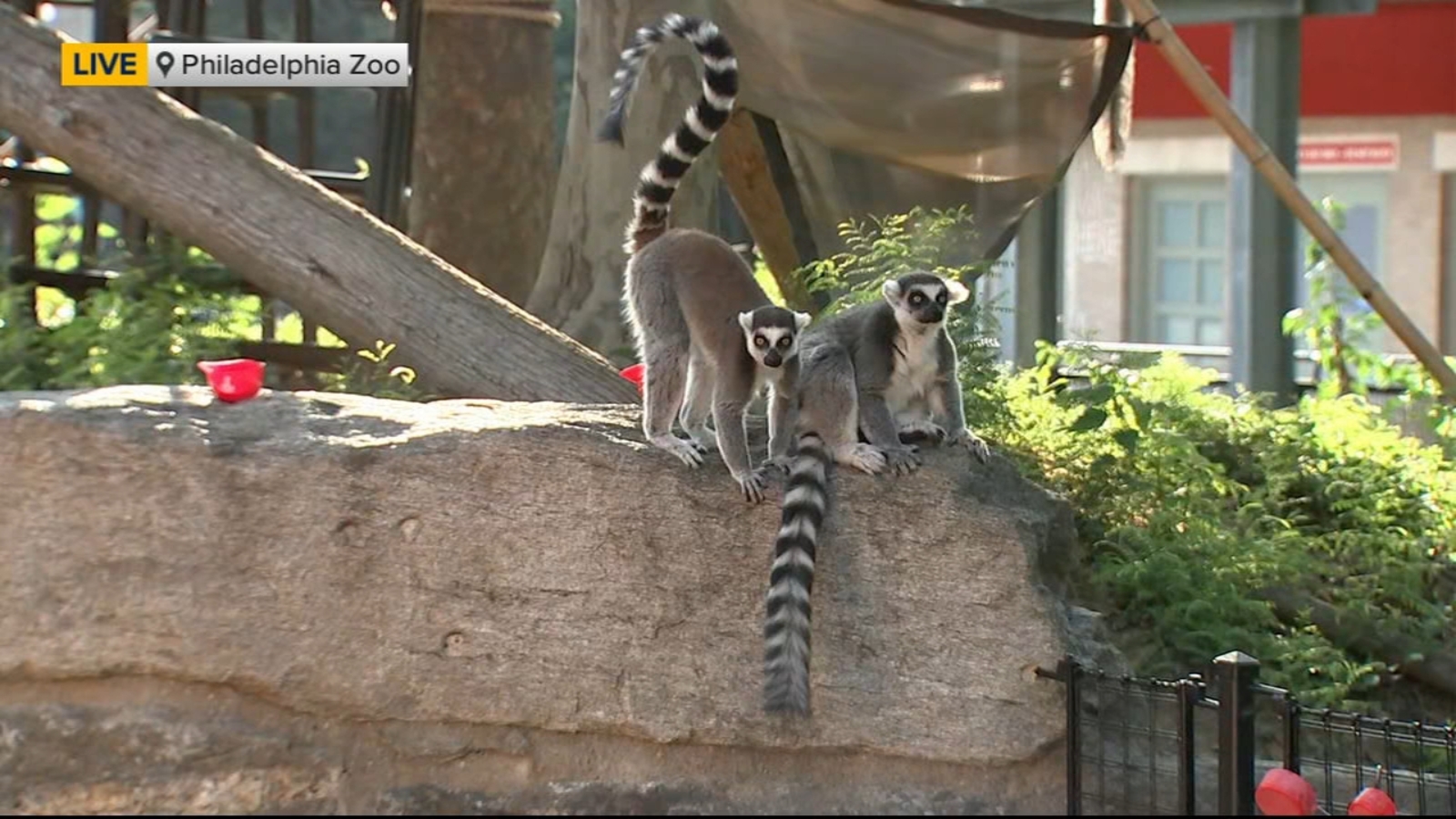 Zoo Adventures 6abc: Meteorologist Cecily Tynan meets black-headed ...