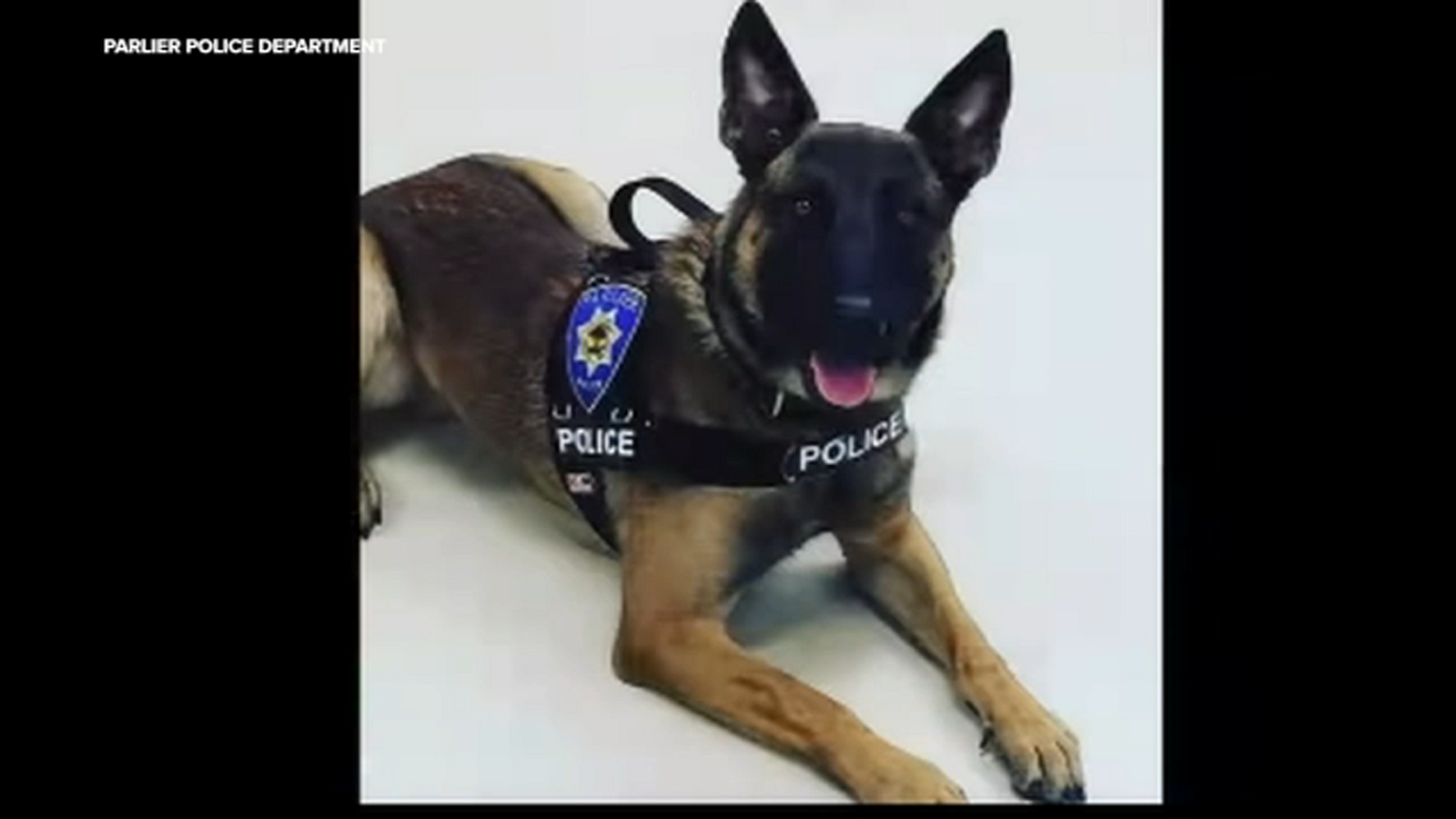 Parlier police mourning loss of retired K9 Officer Koba - ABC30 Fresno