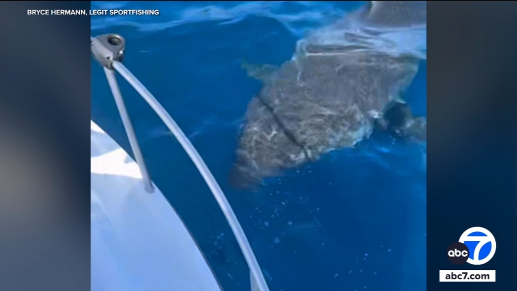 Great White Shark Catalina Island