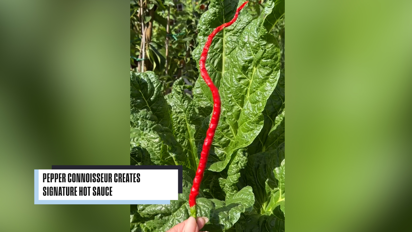 Chicago pepper grower creates 'Blazin' Asian' hot sauce - ABC7 Chicago