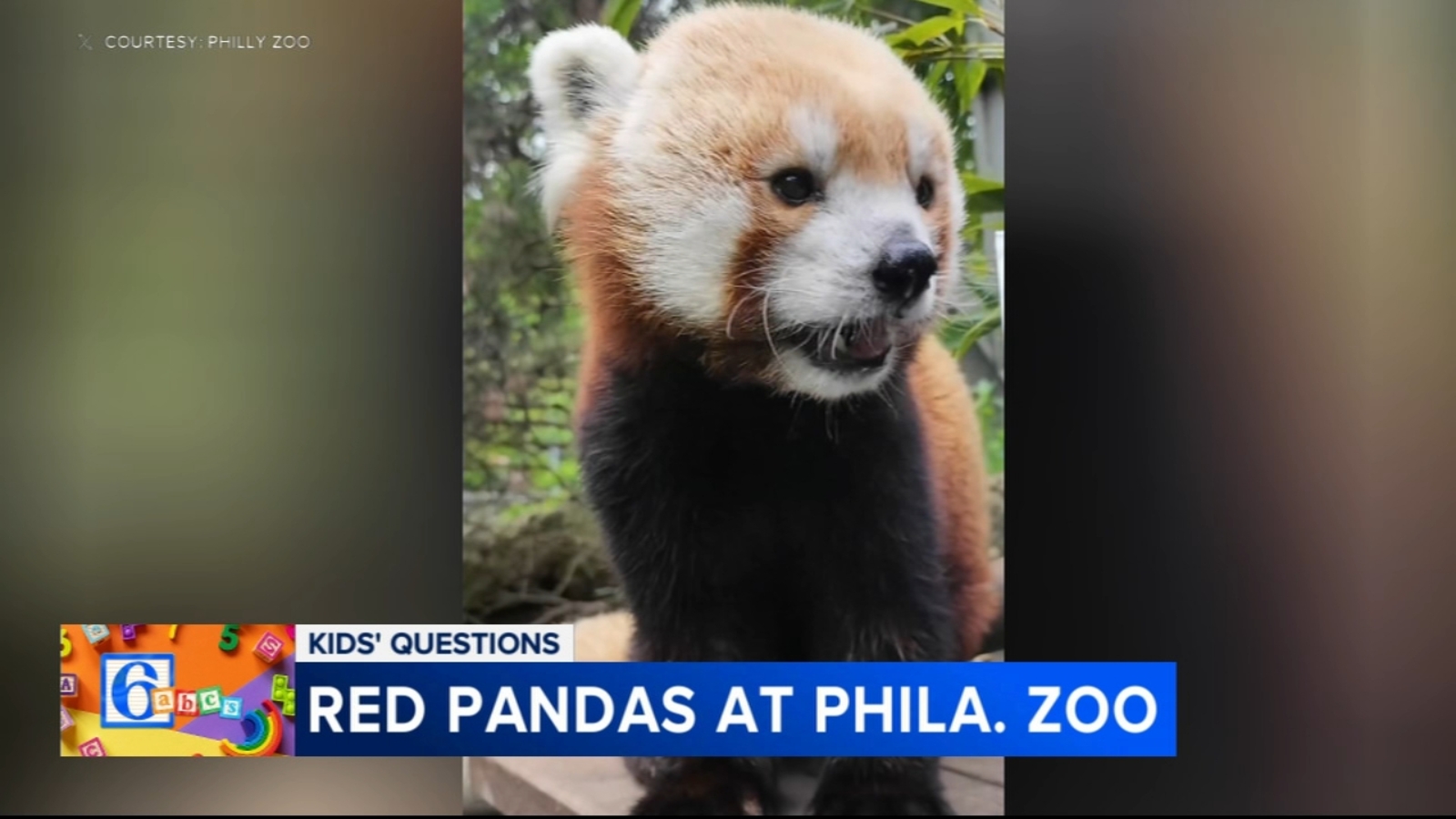 How long have red pandas been at Philadelphia Zoo? | Kids' questions ...