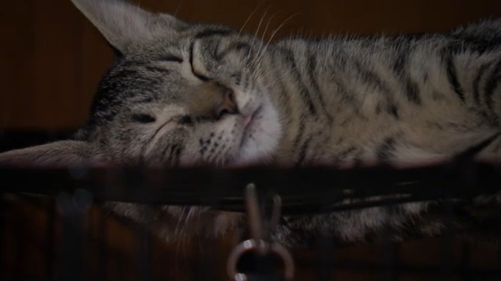 Houston-area animal shelter Adopt-a-Cat to shut down after 30 years of ...