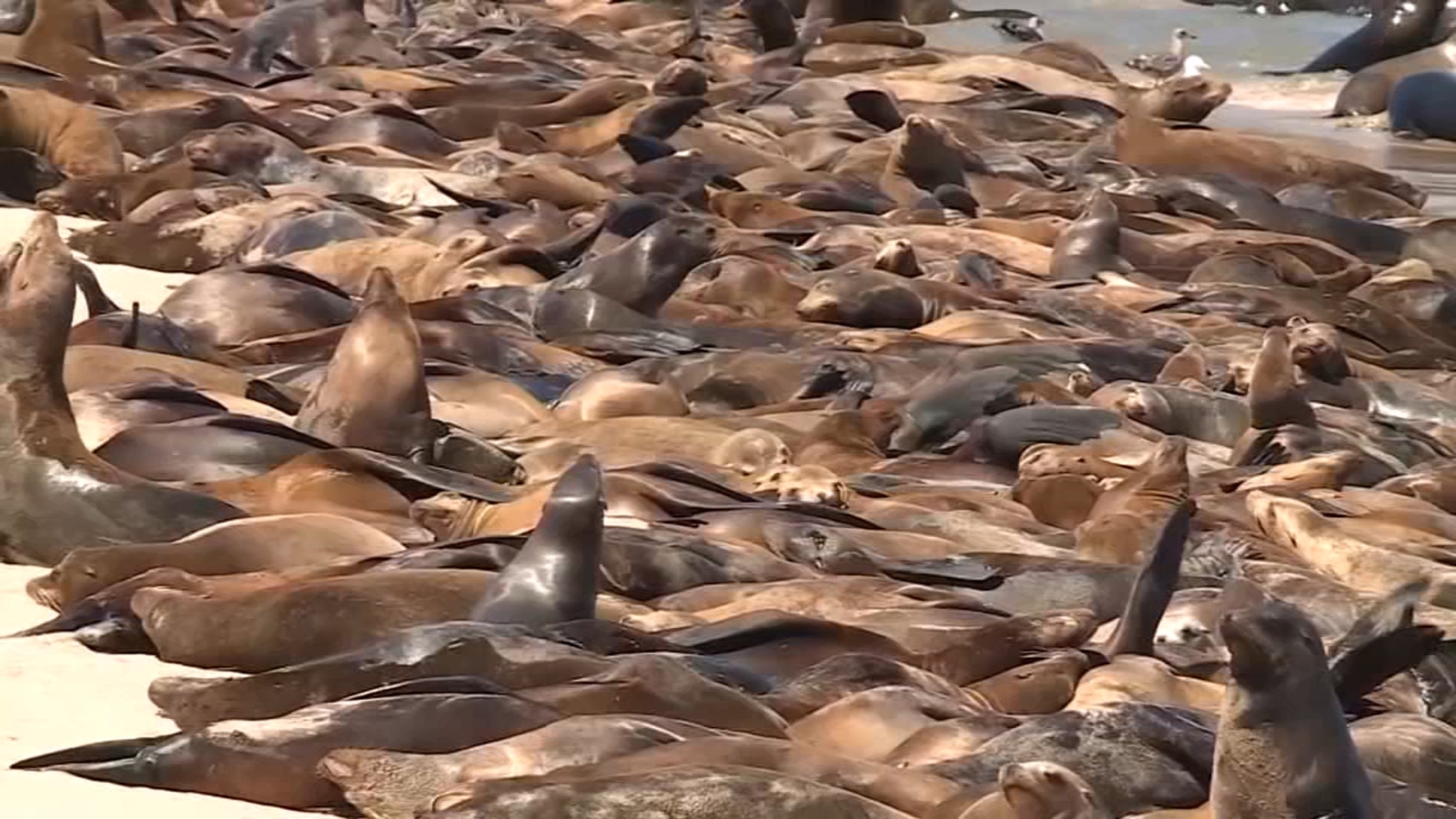 Monterey sea lion invasion: Hundreds of aquatic mammals take over San ...