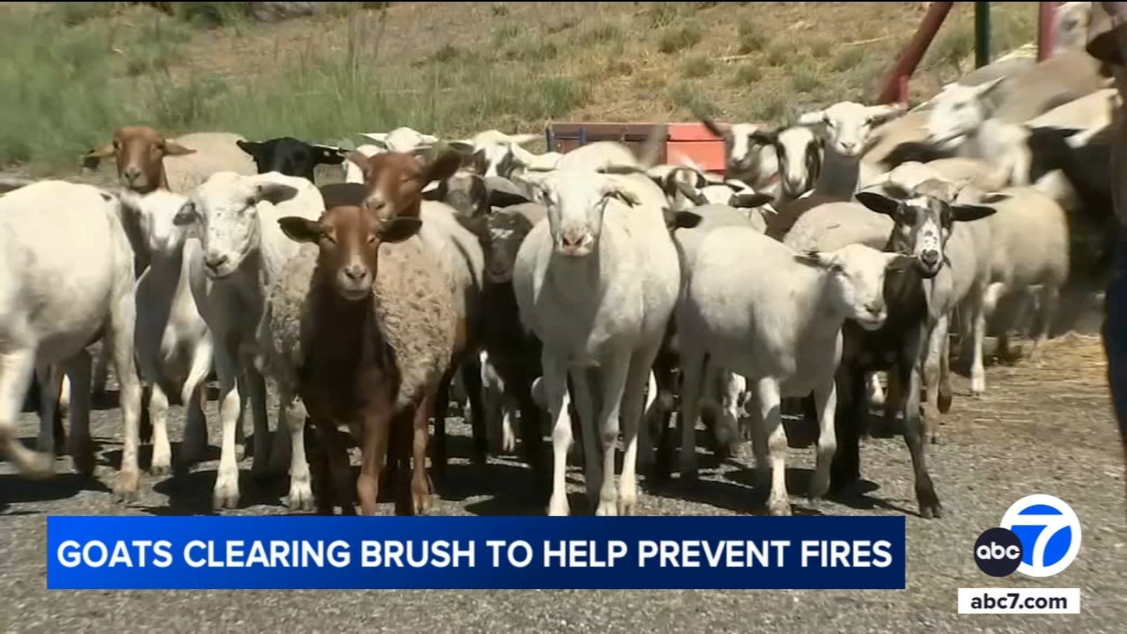 Goats, sheep reducing California's fire risk by clearing out dry ...