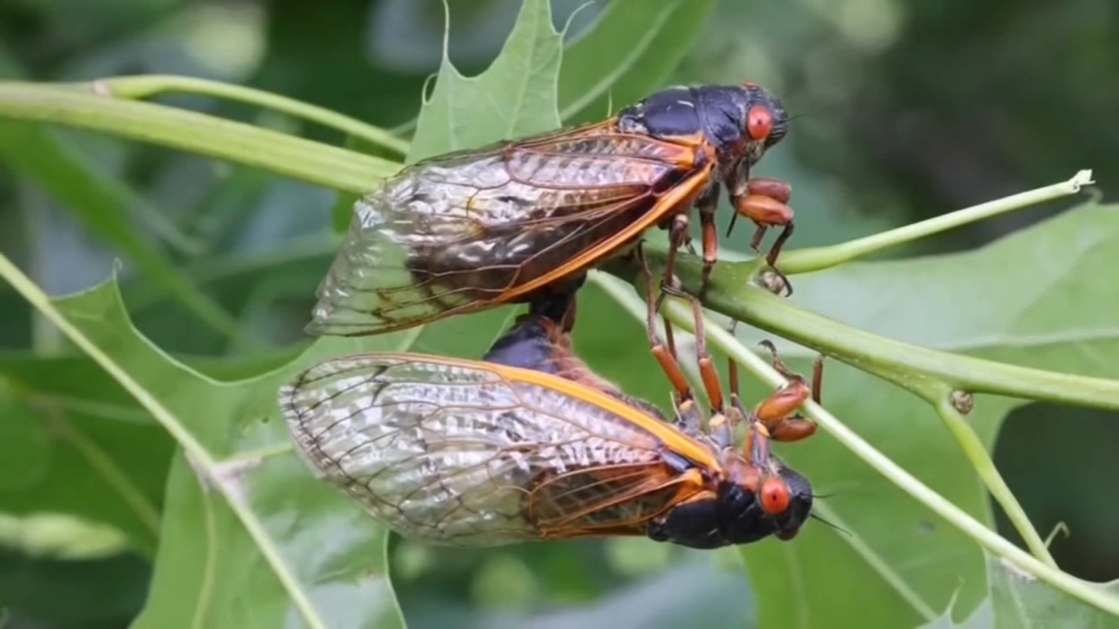 Itchy mite bites on skin linked to cicadas laying eggs in Chicago area ...