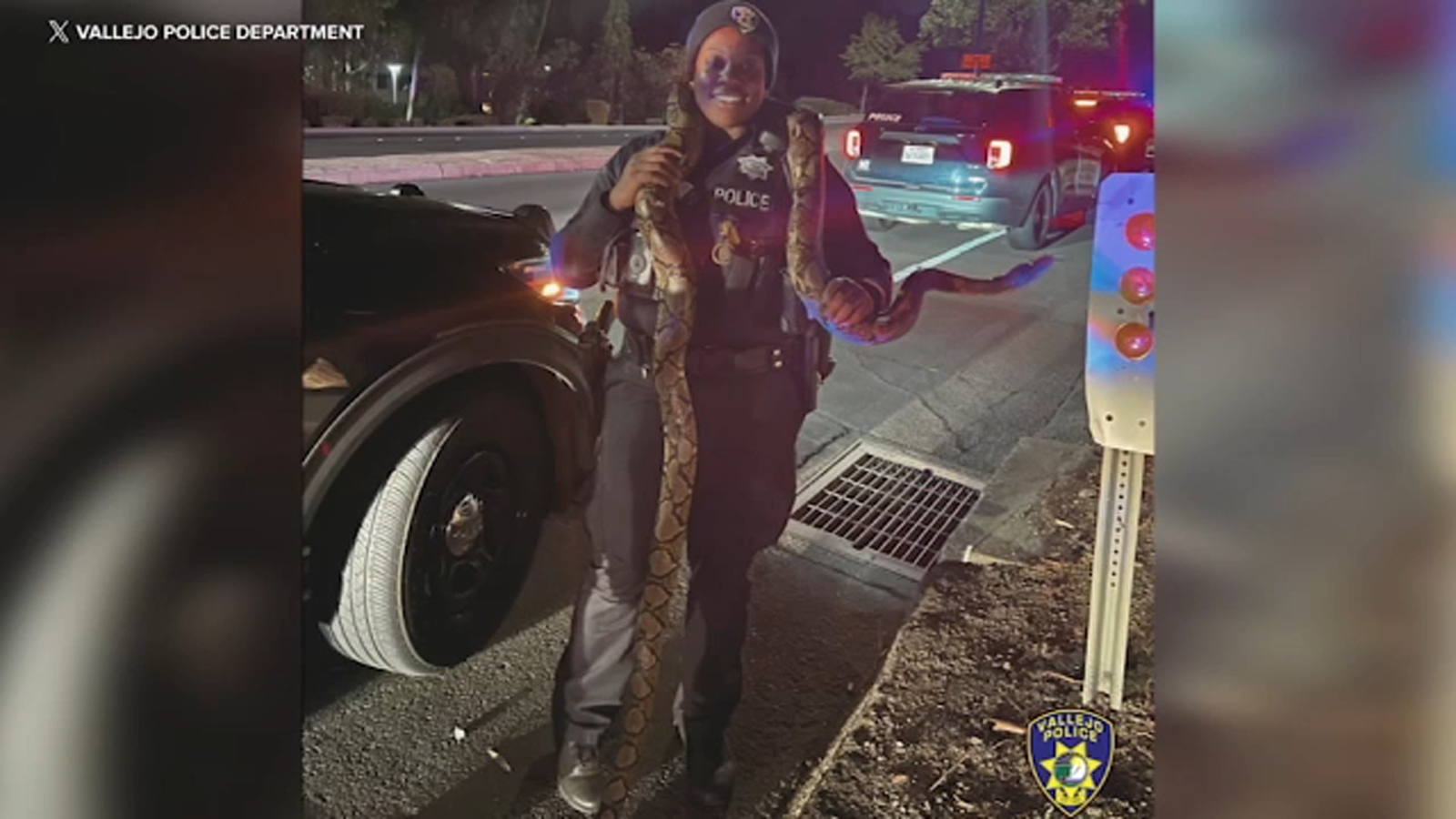 10 Foot Python Found Abandoned In Car After Police Chase From Street