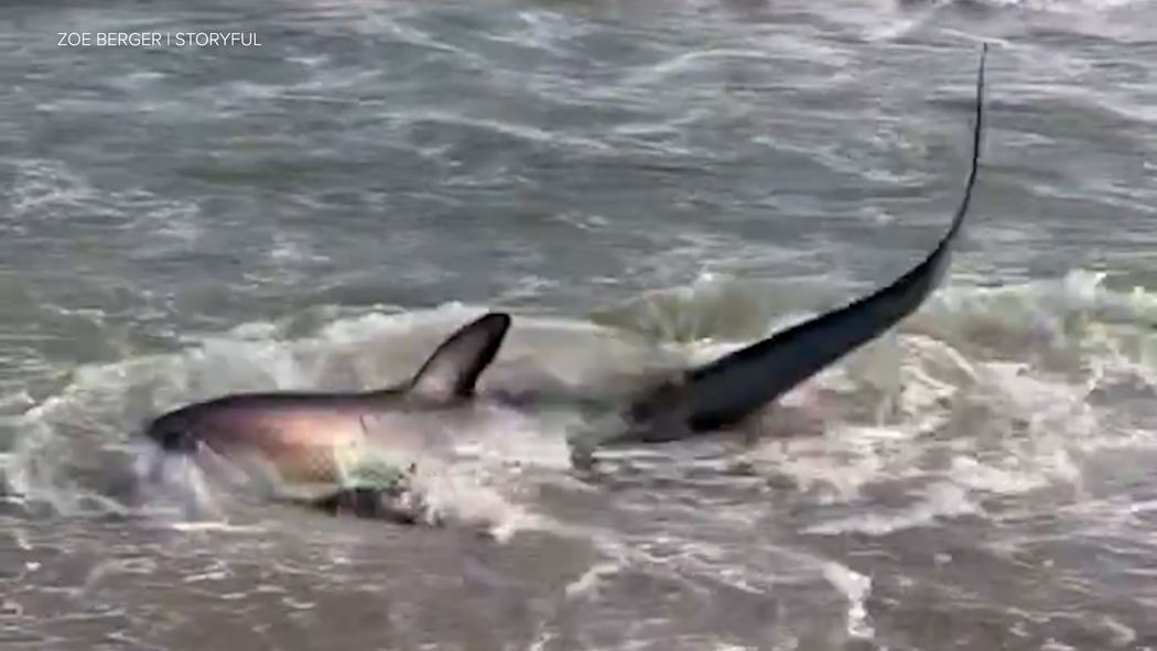 Ugly Shark Japan 5 Of The Weirdest Looking Sharks That Will Freak You