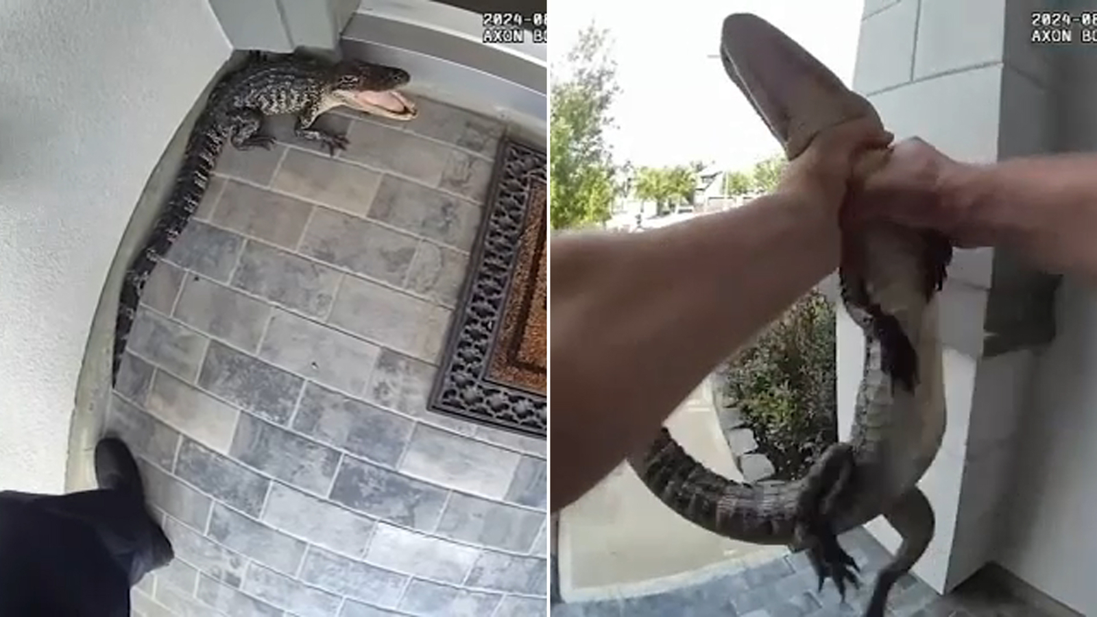 Texas alligator encounters: Bodycam video shows Fulshear Lt. Bill Henry ...