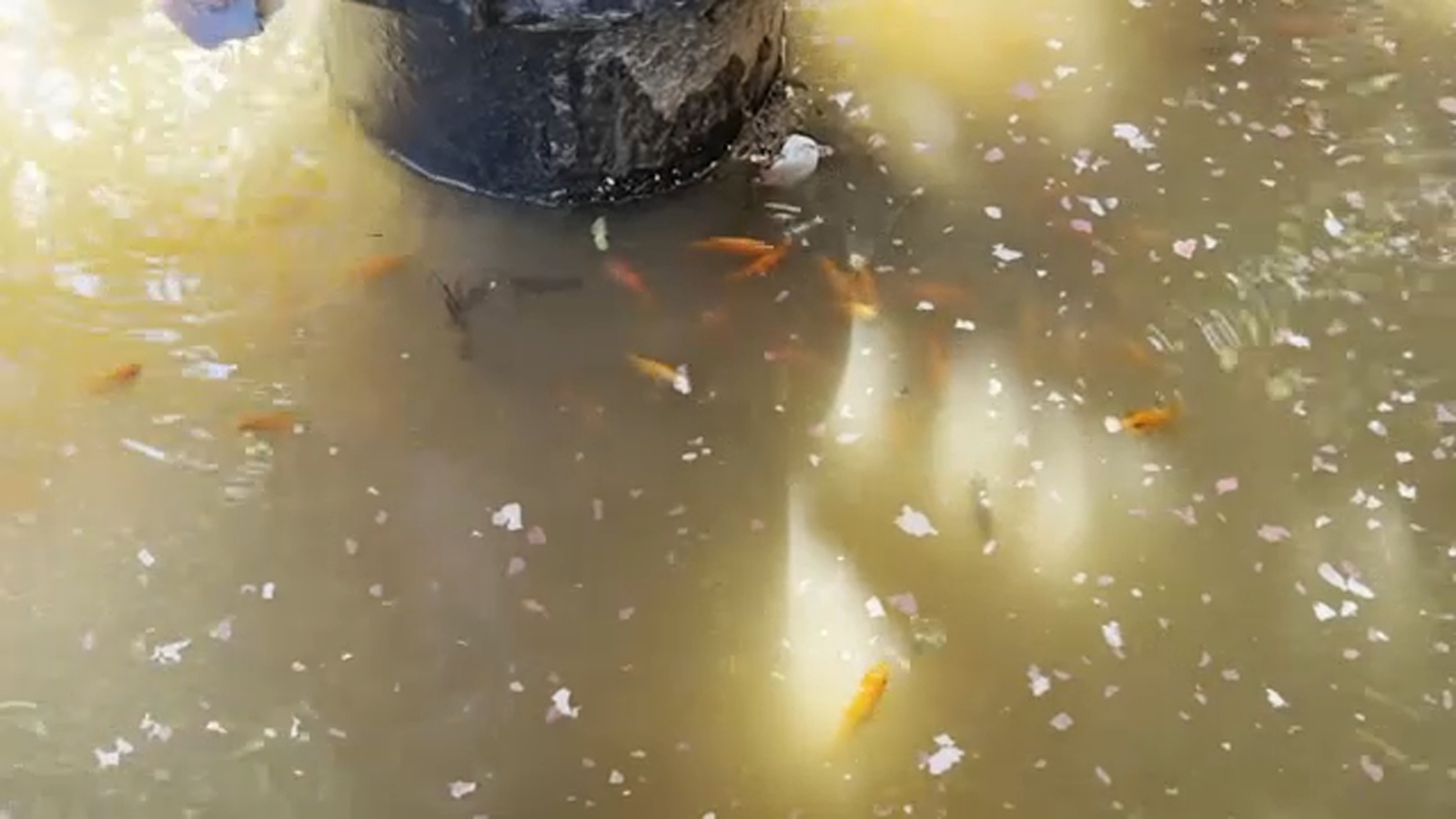 Vandals destroy makeshift goldfish pond in Brooklyn leaving Bed-Stuy ...