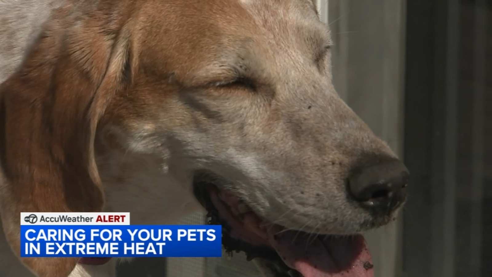 Chicago weather today: Keeping pets safe during Illinois heat wave ...