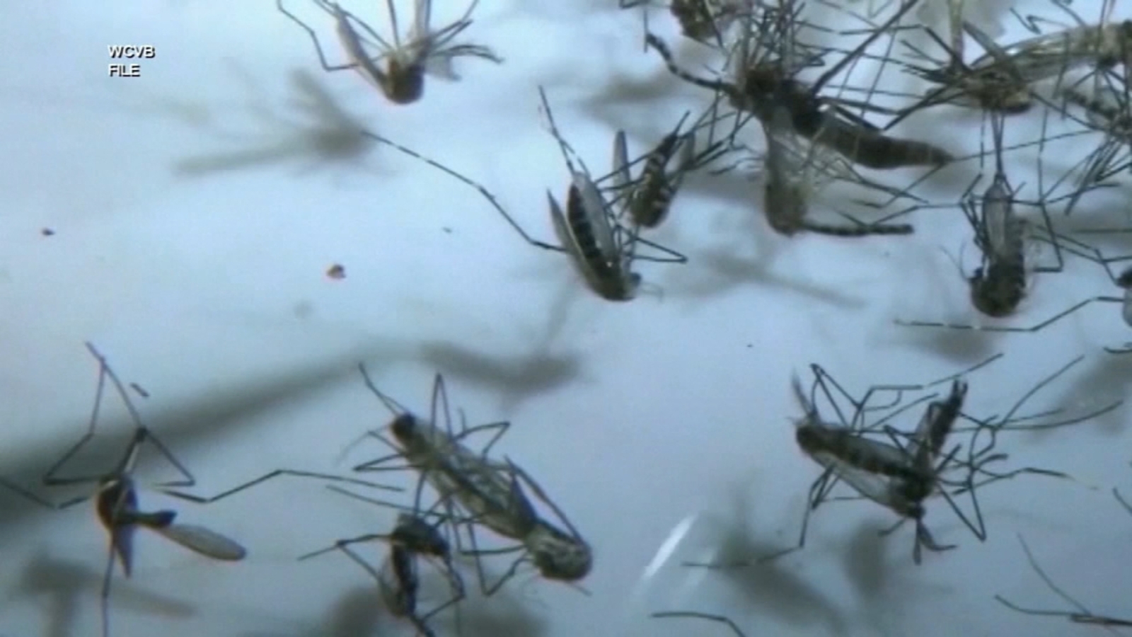 Aedes aegypti: Invasive, non-native yellow fever mosquito known to ...