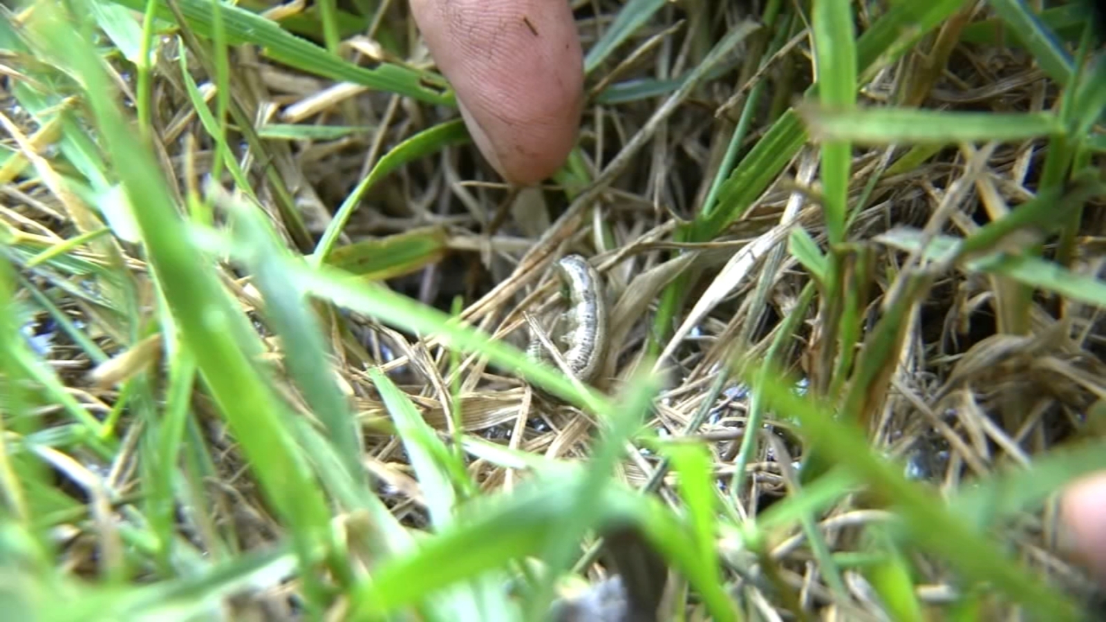 Armyworms | Tropical Storm Debby, heat leads to infestation of species ...