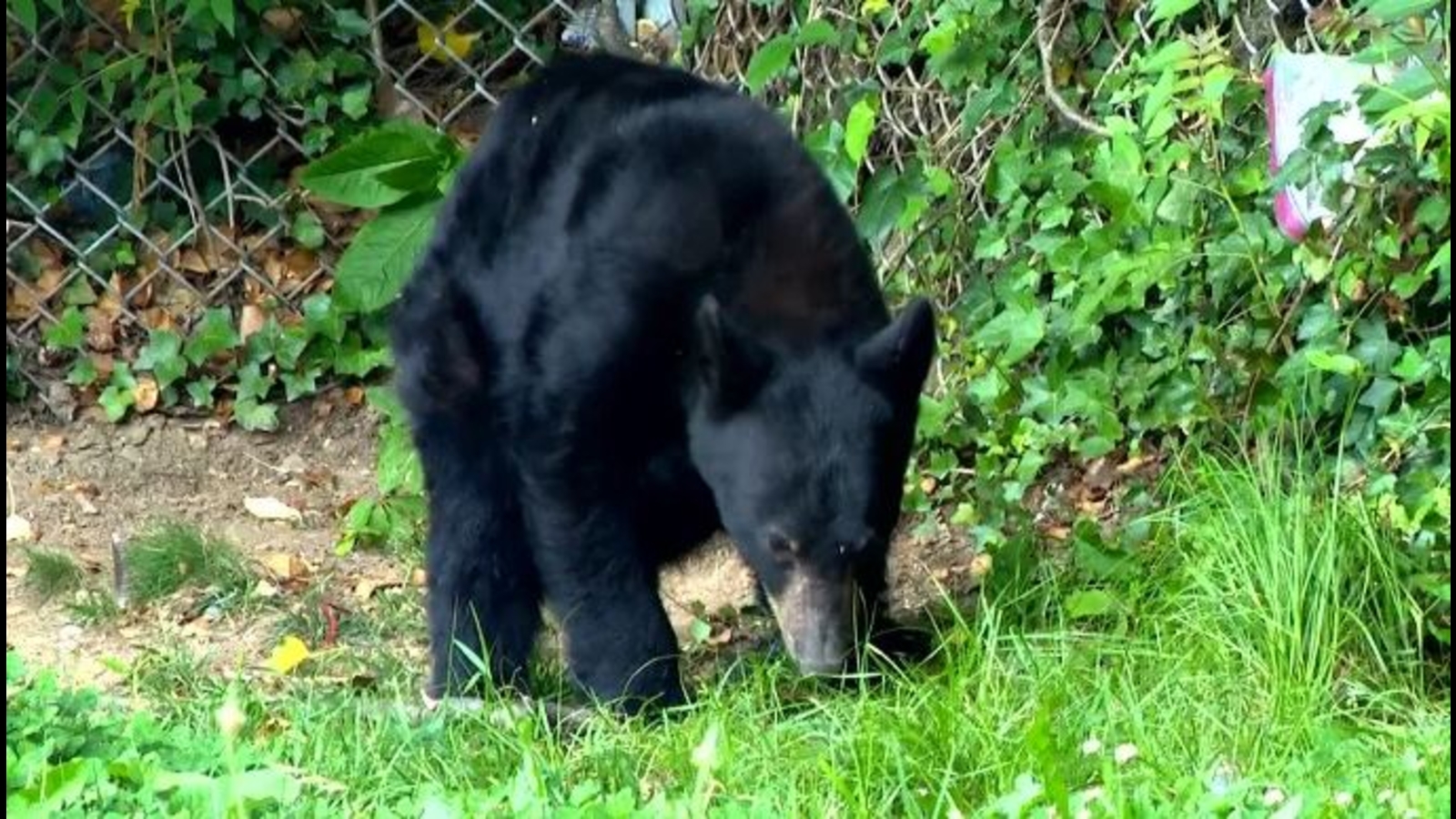 Hurricane Helene left western North Carolina bear population largely ...