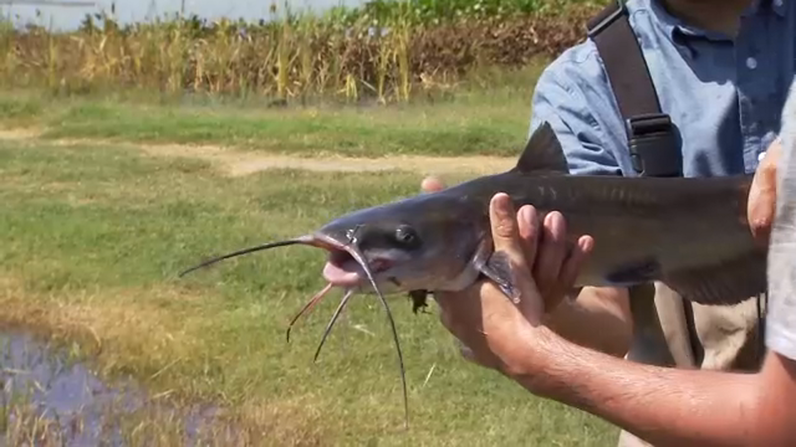 Thriving Sanger farm raising fish for almost 40 years - ABC30 Fresno