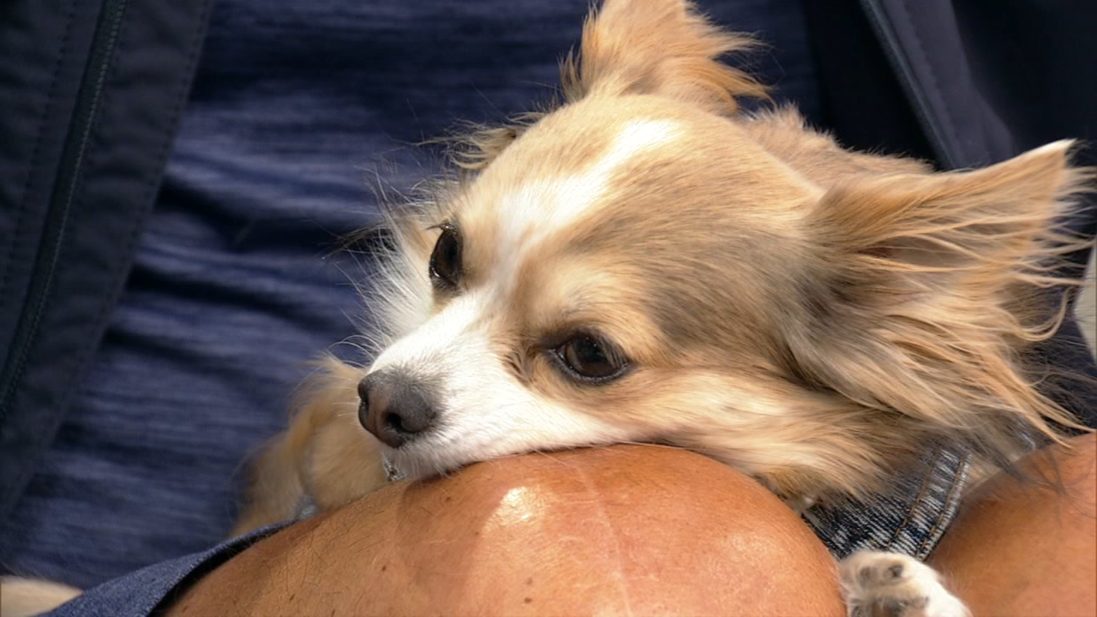 An update to a special bond between a mailman and Frannie the Chihuahua ...