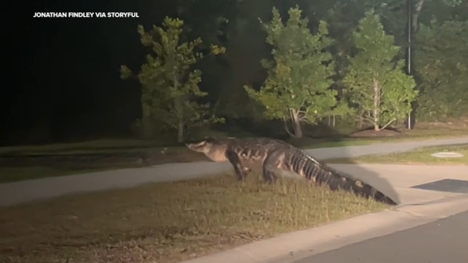 Surf City alligator sighting | Nearly 7 foot alligator captured ...