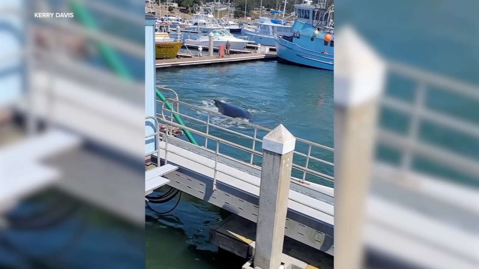 Humpback whale spotted swimming around Pillar Point Harbor in Half Moon ...