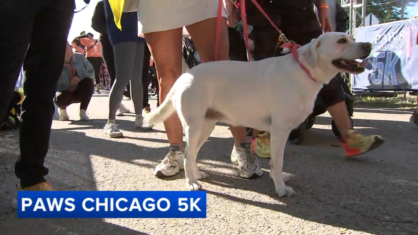 Dogs, humans step off from Montrose Harbor for 24th annual PAWS 5K ...