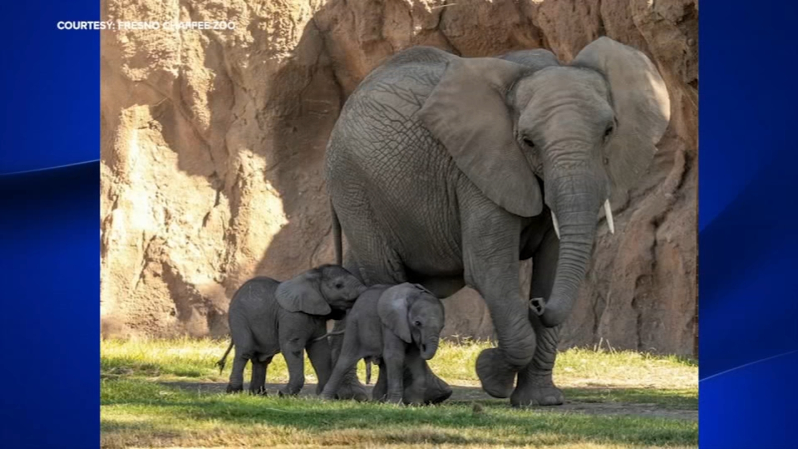 When you can see new baby elephants at Fresno Chaffee Zoo - ABC30 Fresno