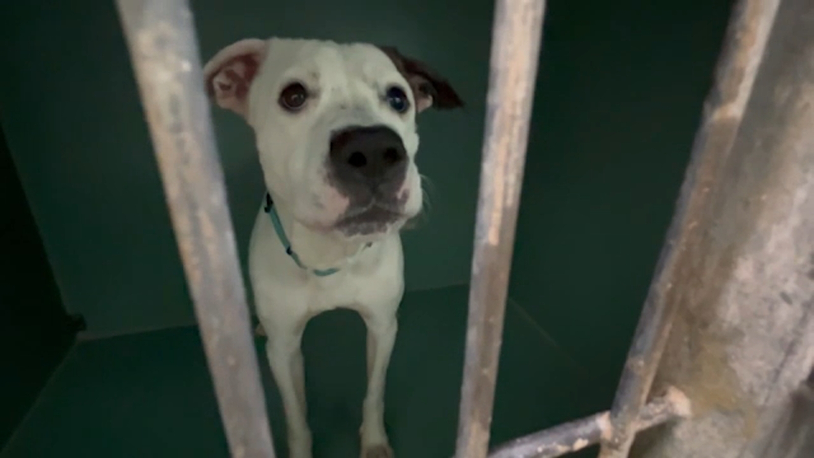NYC Animal Shelters: City Council holds hearing on options to control ...