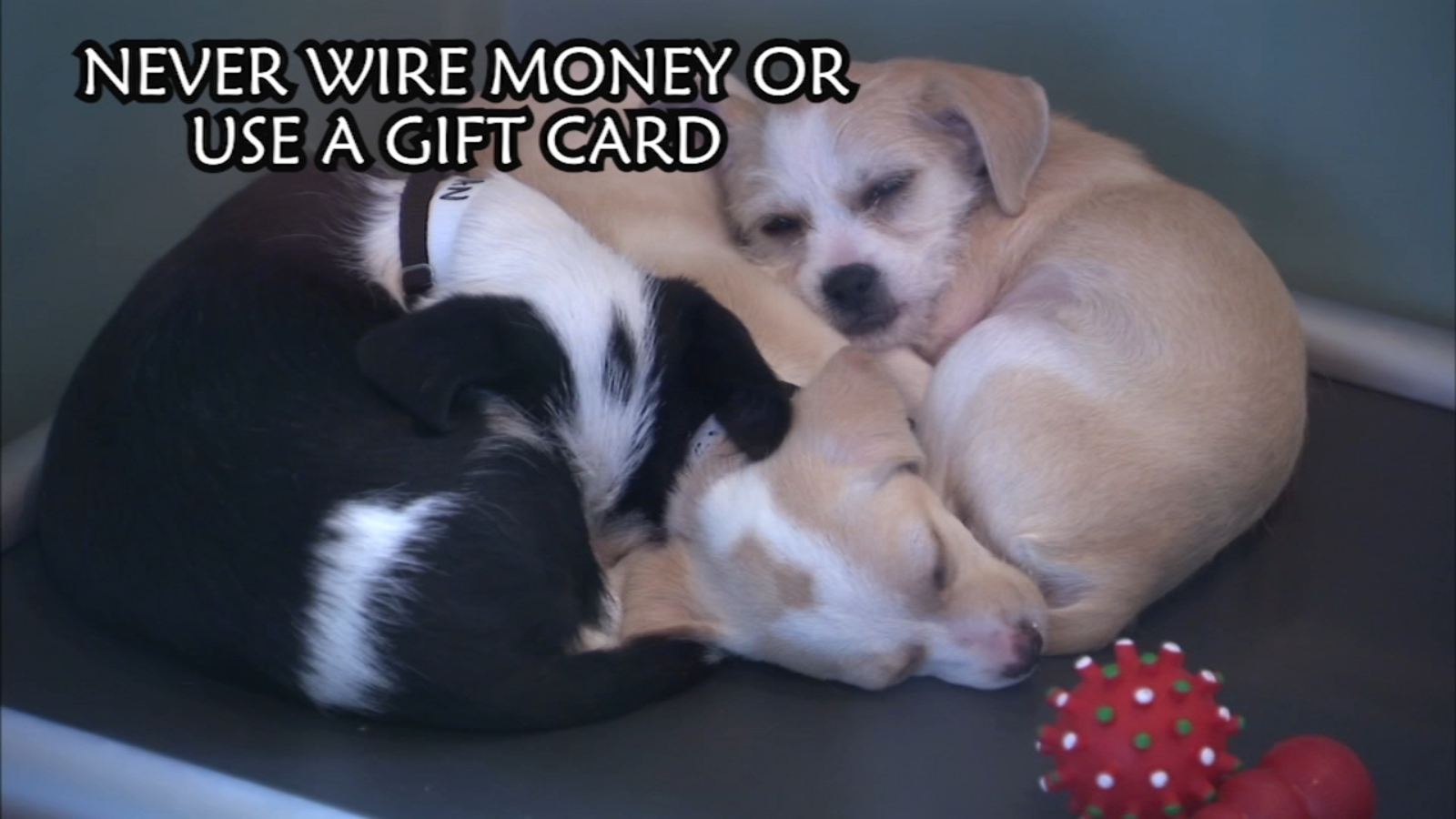 Looking for puppies for sale? Make sure to do your research, or ...